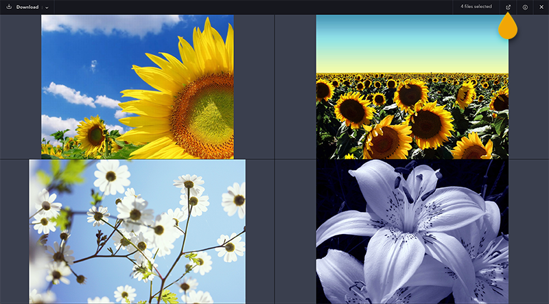 Previewing and comparing files in Assets – Home